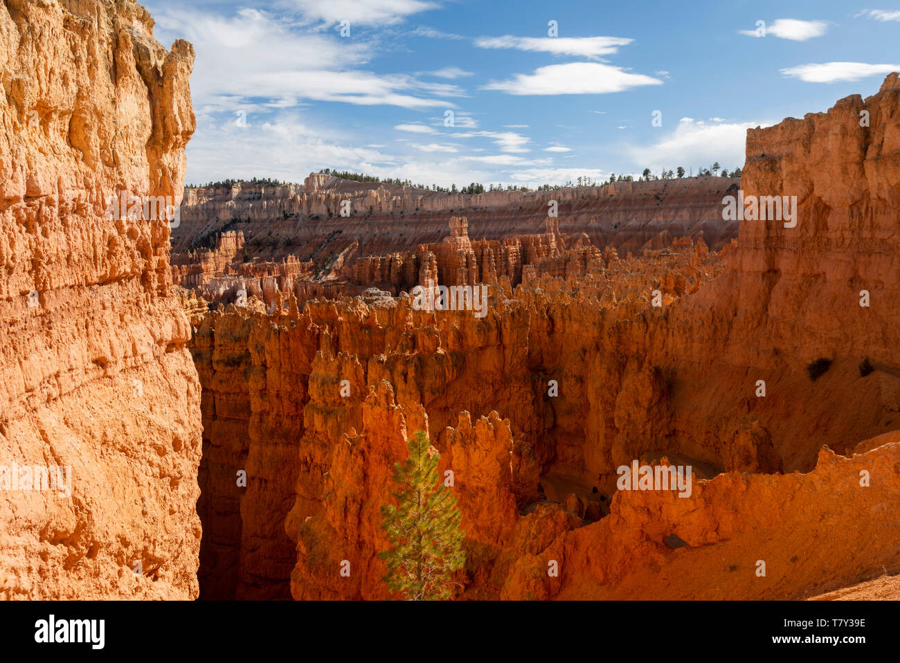 Bryce Canyon National Park, Utah, USA. The Amphitheater viewed from ...