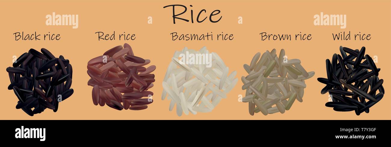 Rice set. Black, red, basmati, brown, wild. Vectric 3d illustration ...