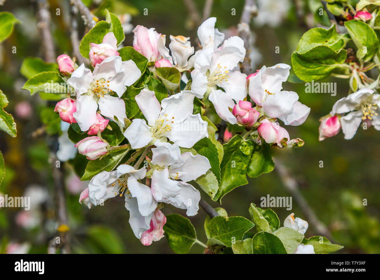 blossom apple tree in spring, natural background Stock Photo - Alamy