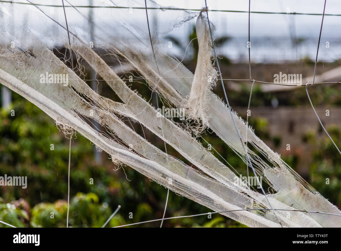 Torn fabric hi-res stock photography and images - Alamy