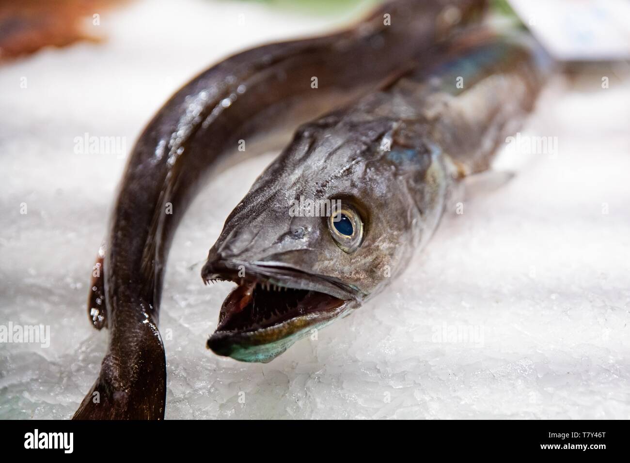 Raw fresh seafood eel fish on display in fish market Stock Photo - Alamy
