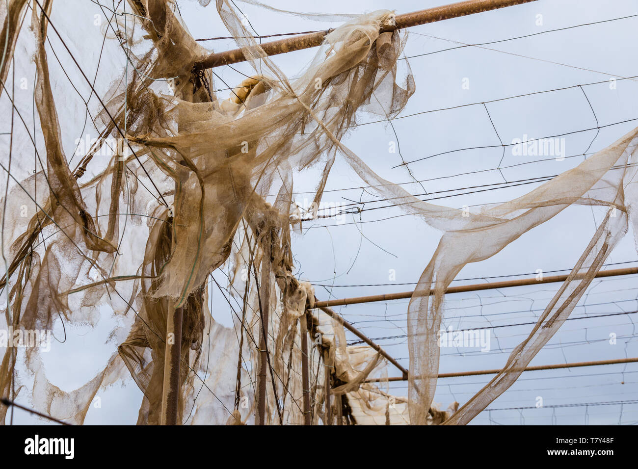 Torn fabric hi-res stock photography and images - Alamy