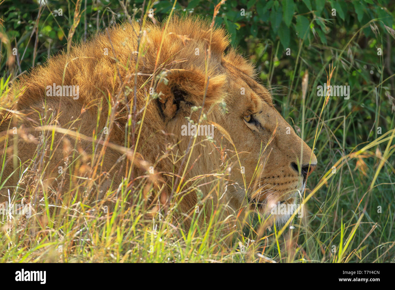 Male lion close-up side view face mane, panthera leo, Masai Mara ...