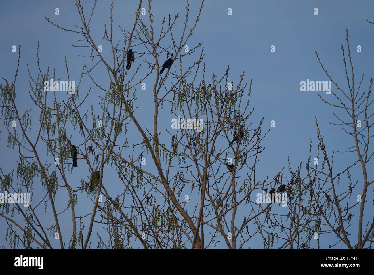Black Birds on a Tree Stock Photo - Alamy