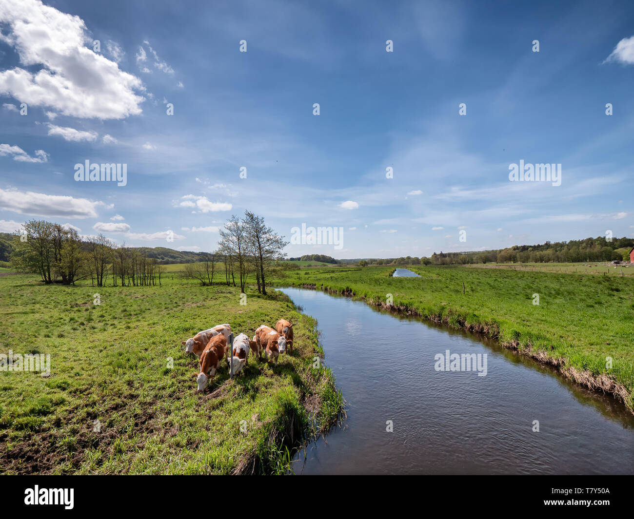Cows cattle in Vejle River Valley, Denmark Stock Photo - Alamy
