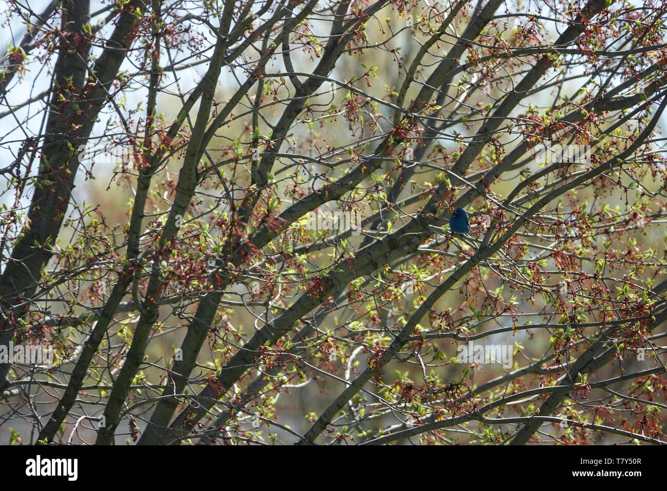 Blue Sparrow on a Tree Stock Photo - Alamy