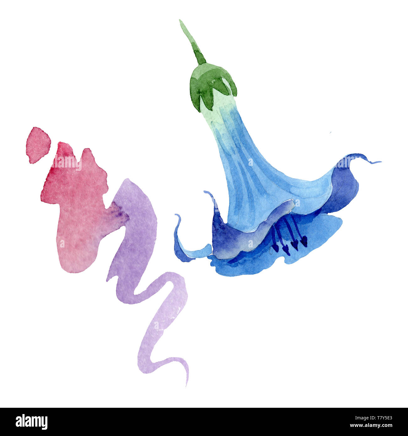 Blue brugmansia floral botanical flowers. Watercolor background set ...
