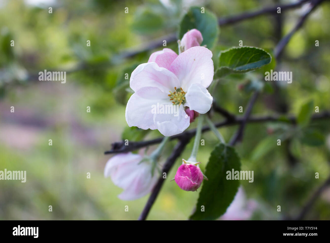 Spring flower. Apple blossom. Flowering trees in garden Stock Photo - Alamy