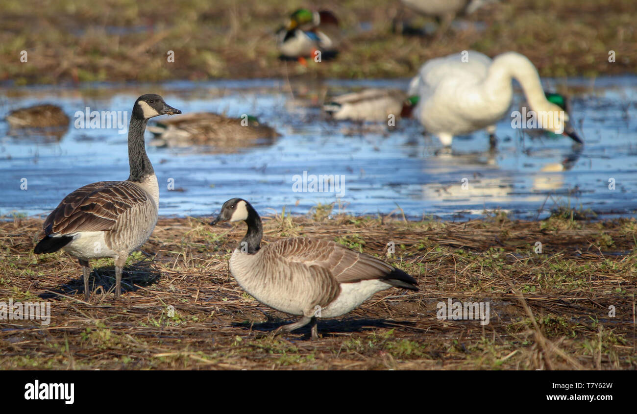 Swan and geese hi-res stock photography and images - Alamy