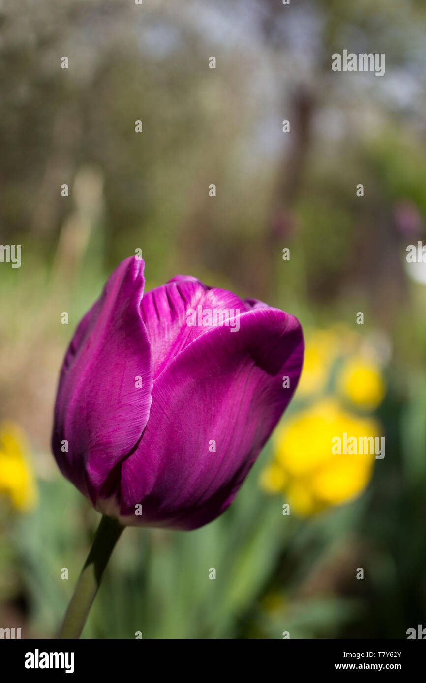 Violet tulip hi-res stock photography and images - Alamy