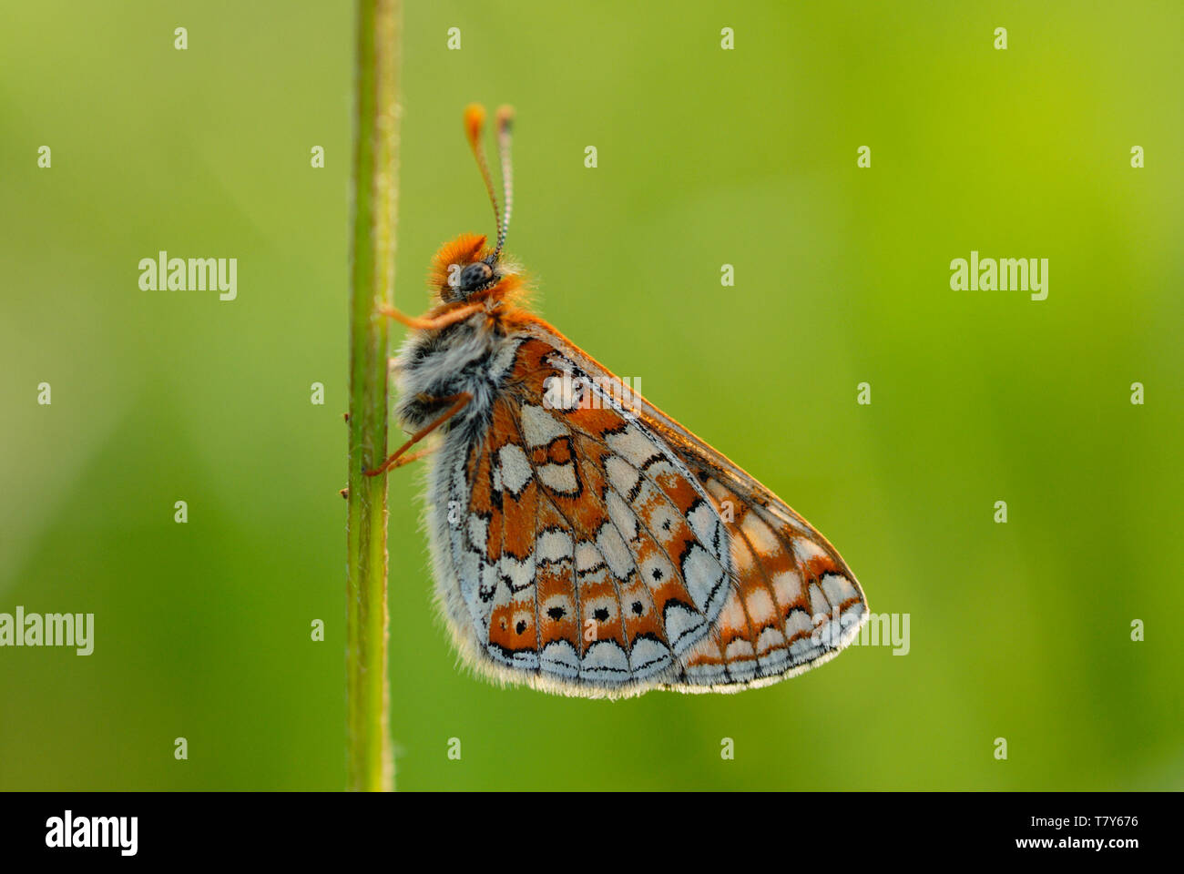 Marsh Fritillary butterfly (Euphydryas aurinia) Adult resting on a ...
