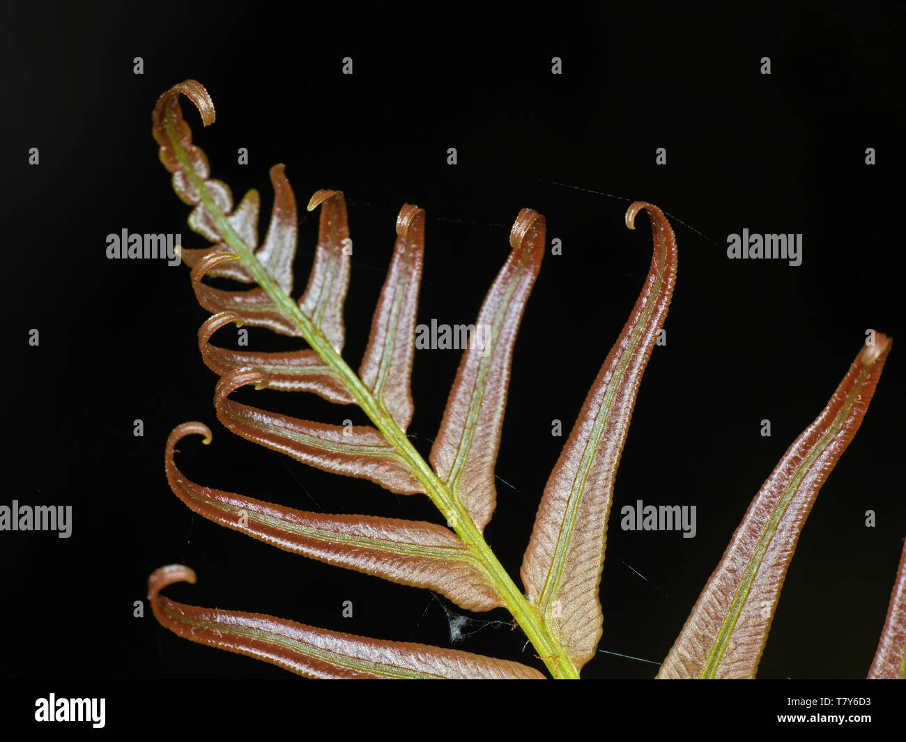 Macro Photography of young leaf of fern Isolated on Black Background ...