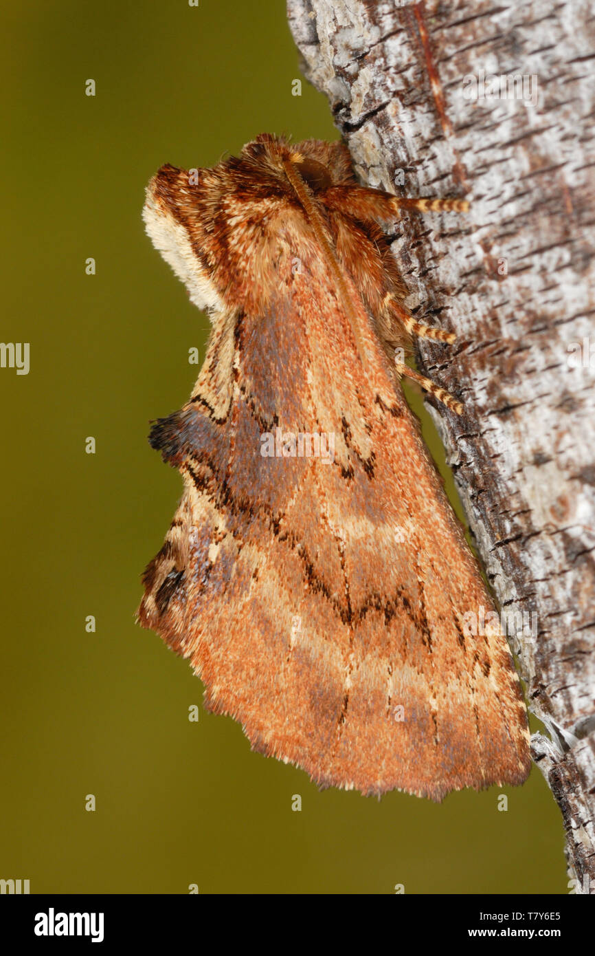 Gower animals hi-res stock photography and images - Alamy