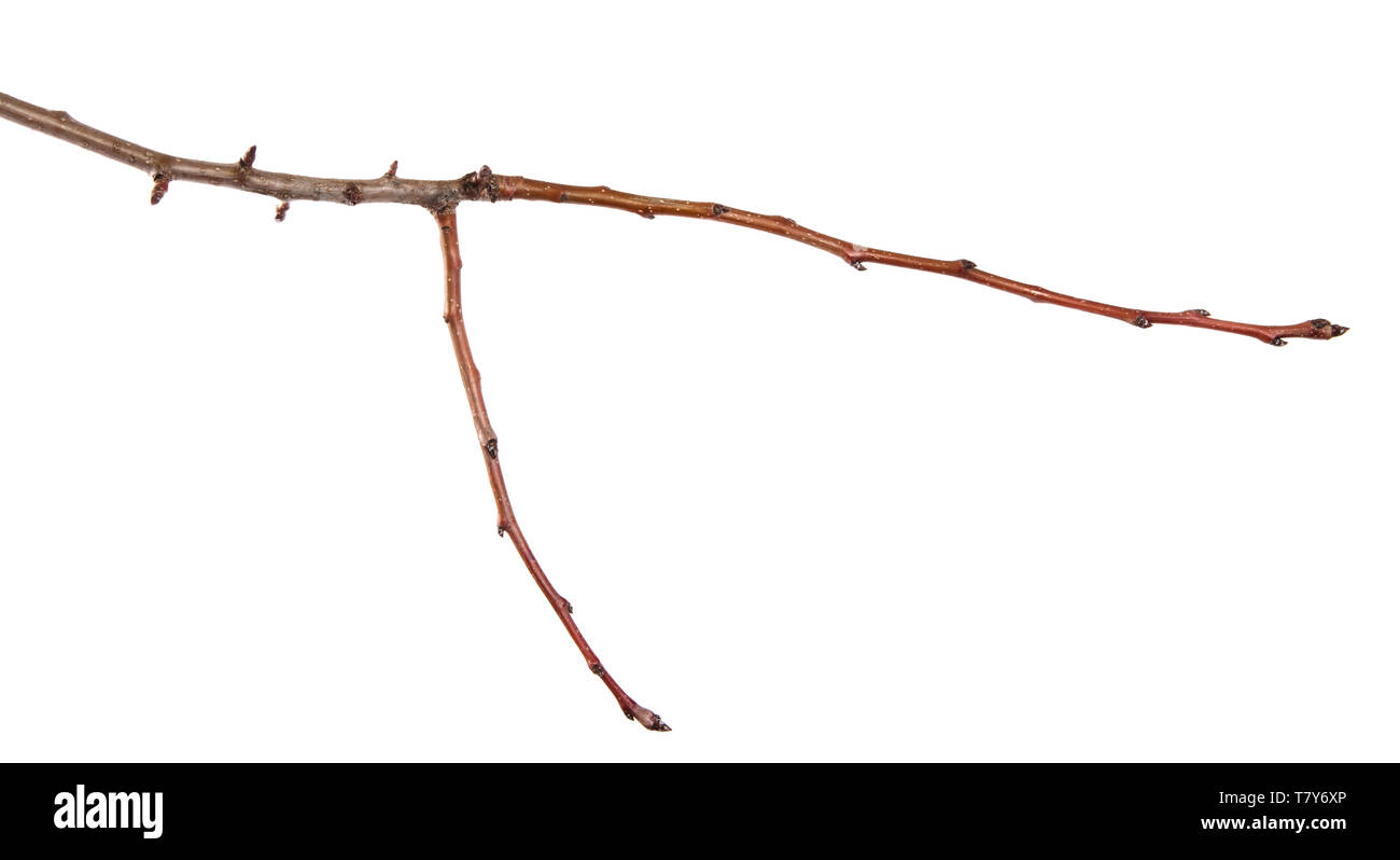 dry cracked pear tree branch. isolated on white Stock Photo - Alamy