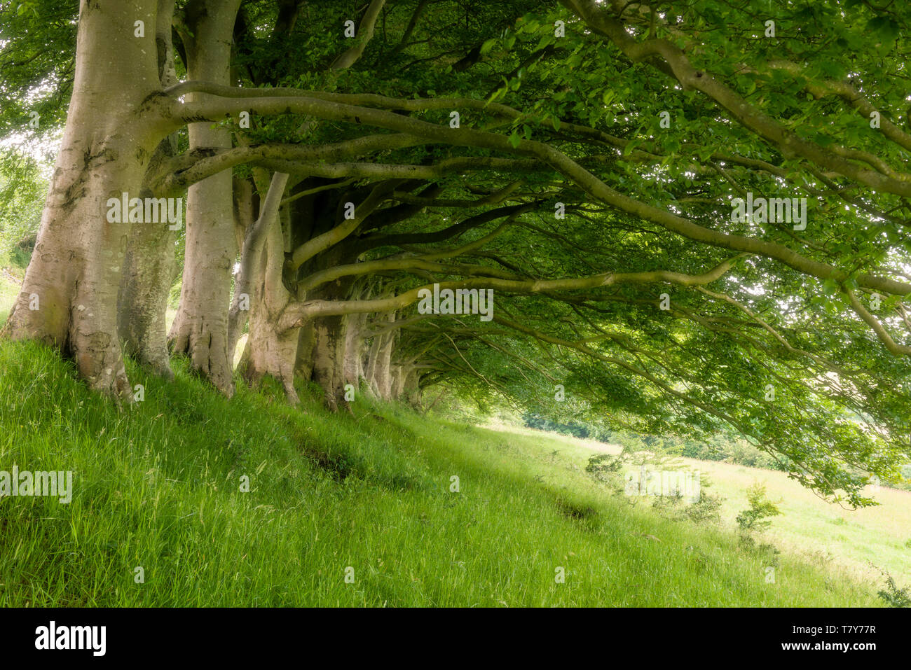 Row of common beech trees hi-res stock photography and images - Alamy