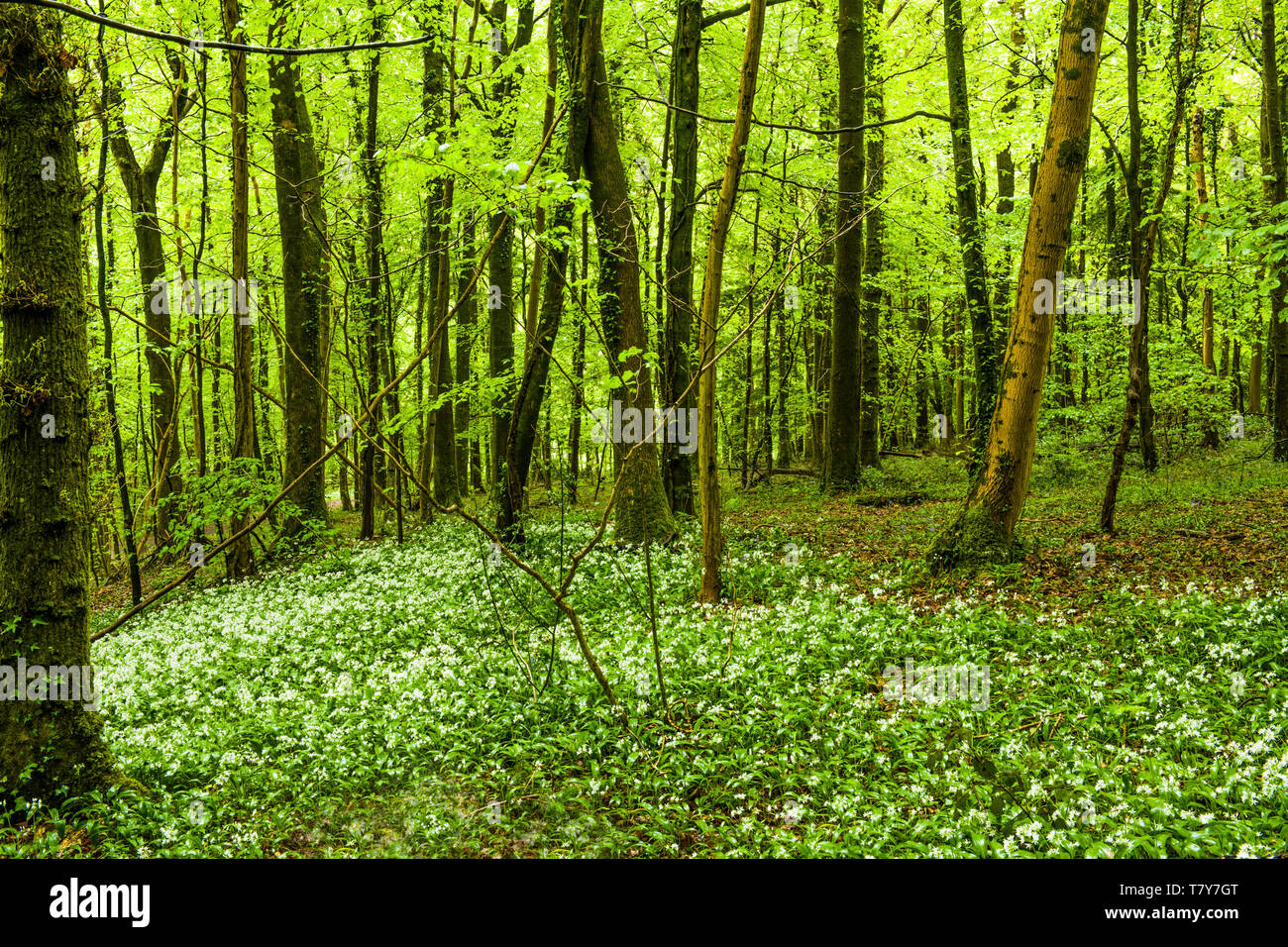Spring woodland north wales hi-res stock photography and images - Alamy