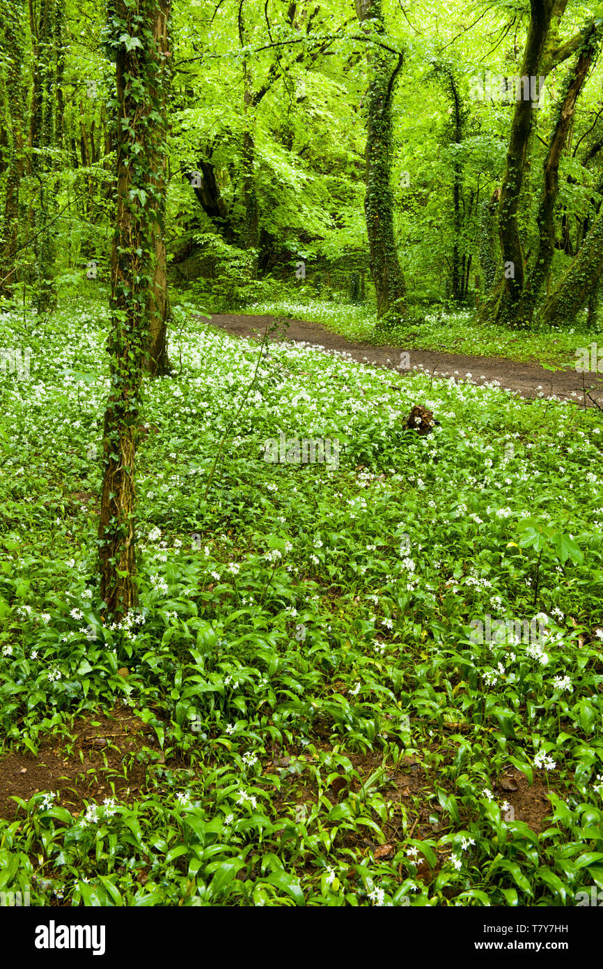 Ramsons Wild Garlic Leaves High Resolution Stock Photography and Images ...