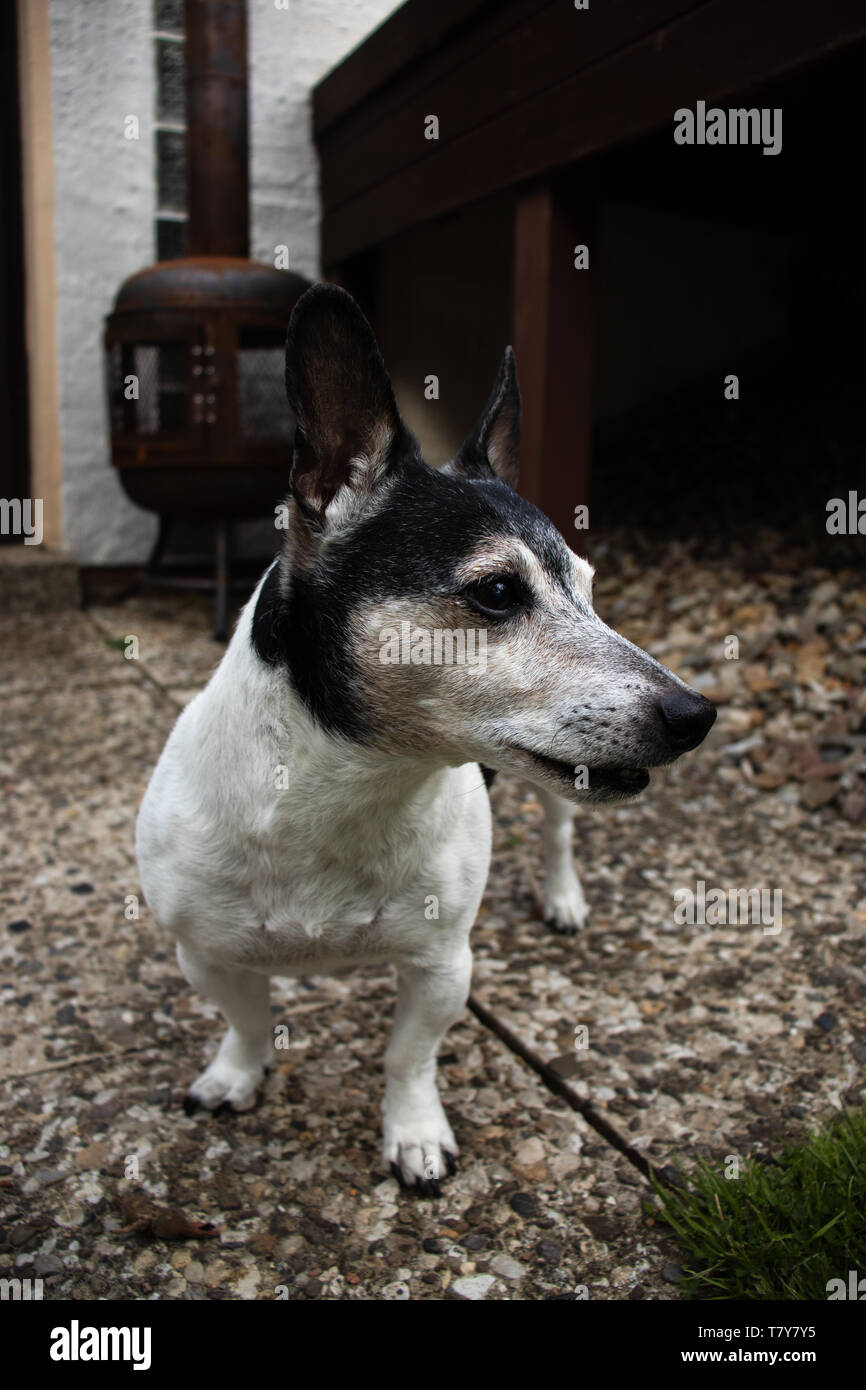 Suspicious animal hi-res stock photography and images - Alamy