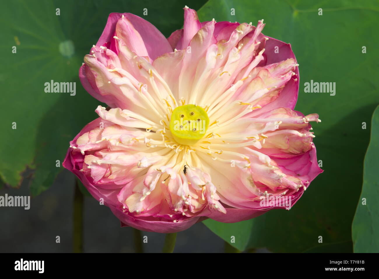 A closeup view of a stunning, fully opened pink lotus, with inner ...