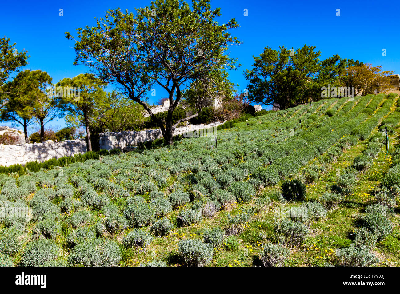 Lavender plants in early spring hi-res stock photography and images - Alamy