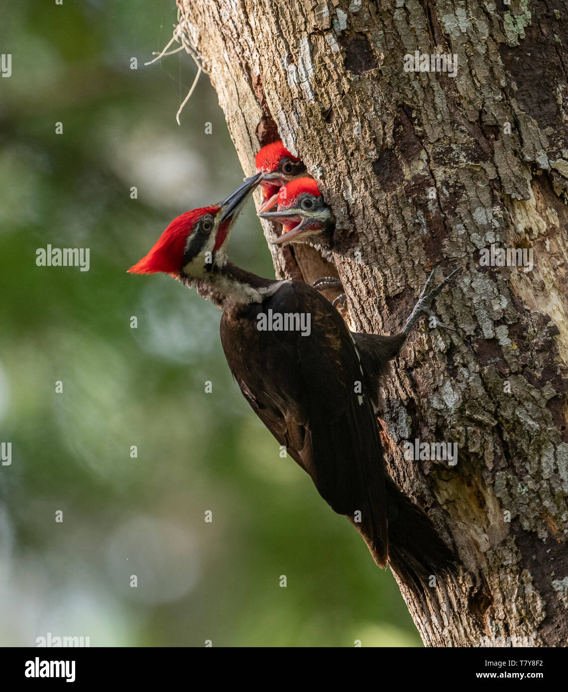 Woodpecker finch hi-res stock photography and images - Alamy