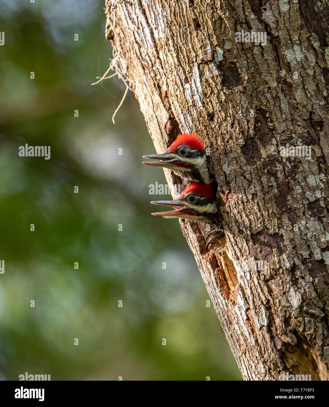 Woodpecker finch hi-res stock photography and images - Alamy