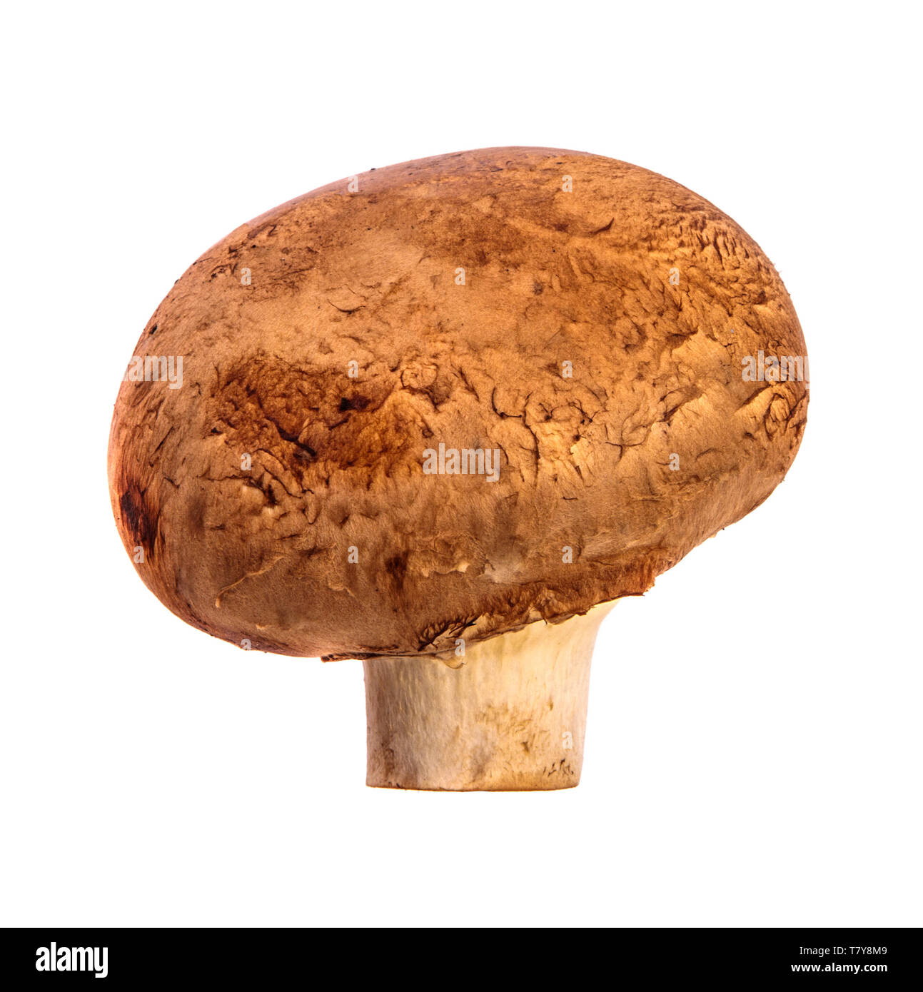 Champignon hi-res stock photography and images - Alamy