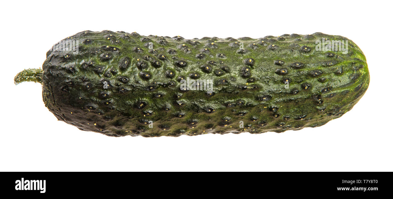 ripe green cucumber with pimples. on a white Stock Photo - Alamy