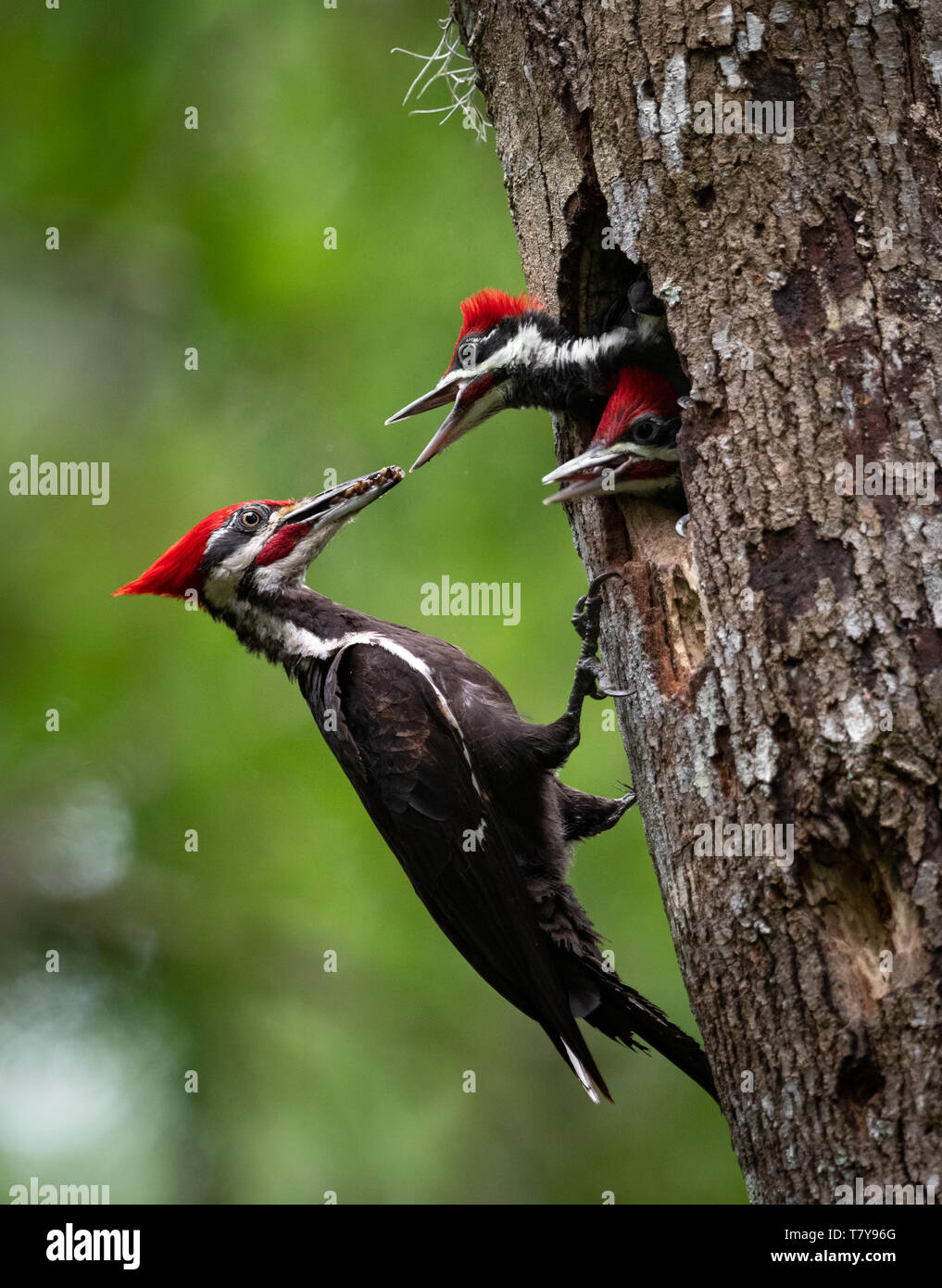 Woodpecker finch hi-res stock photography and images - Alamy