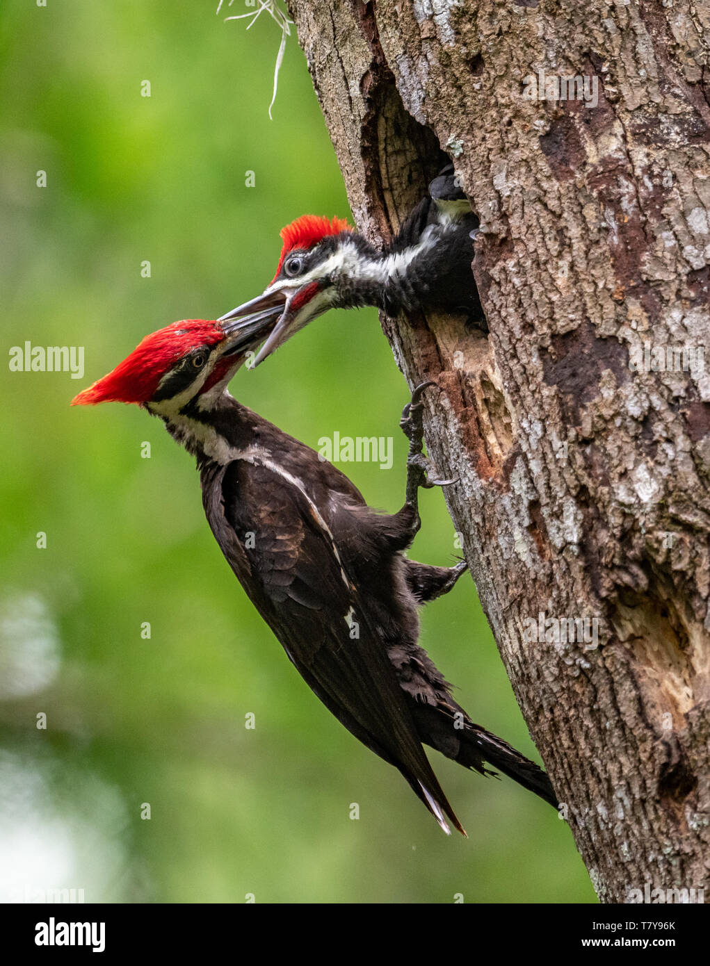 Woodpecker nest hi-res stock photography and images - Alamy