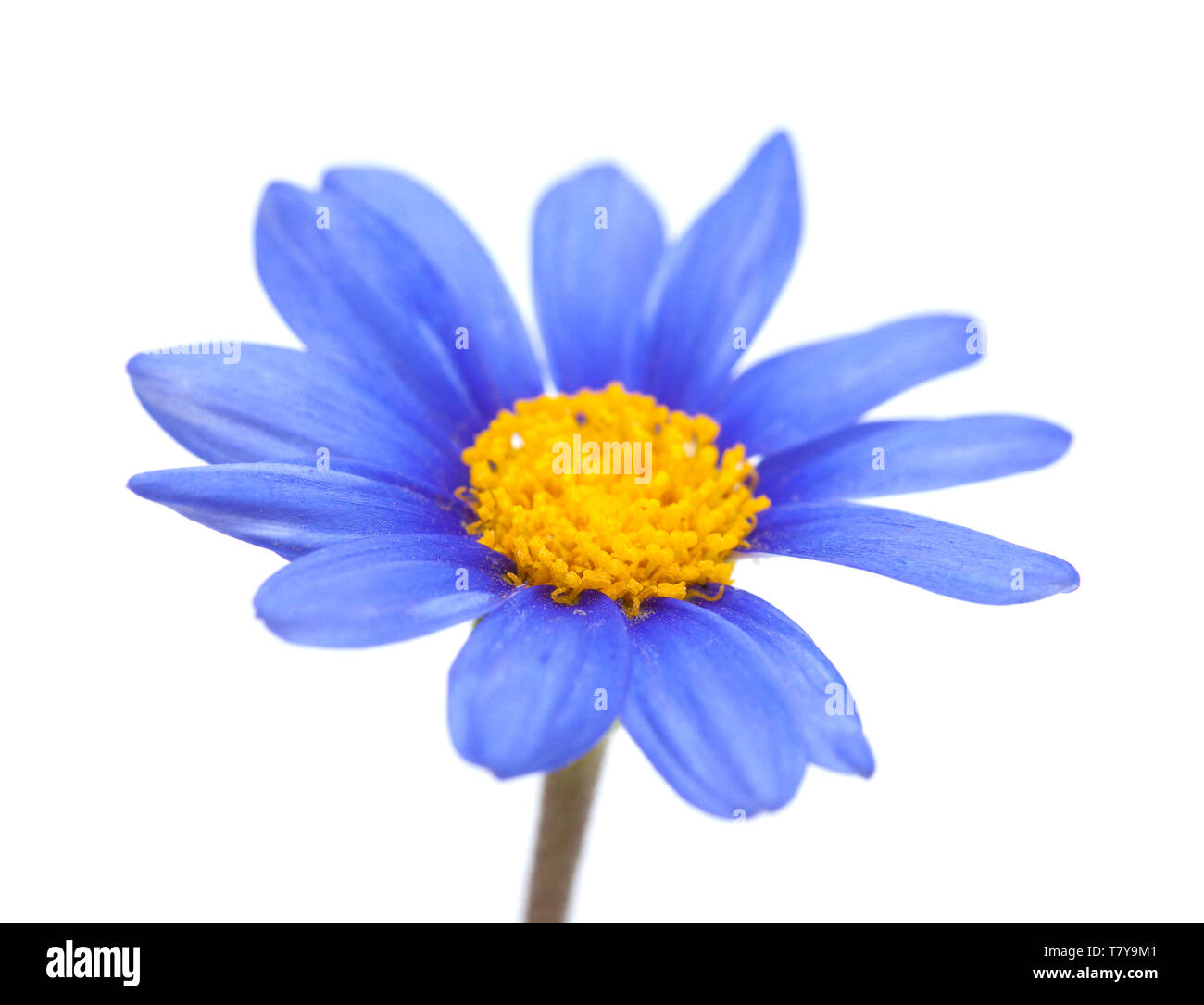 blue daisy bush Felicia amelloides flower isolated on white Stock Photo ...