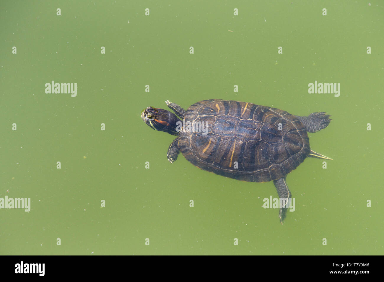 red eared slider turtle swimming in murky green water. It is the most ...