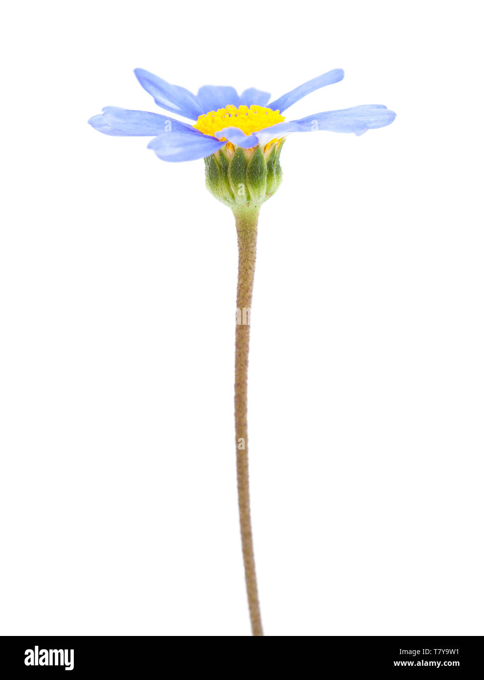 blue daisy bush Felicia amelloides flower isolated on white Stock Photo ...