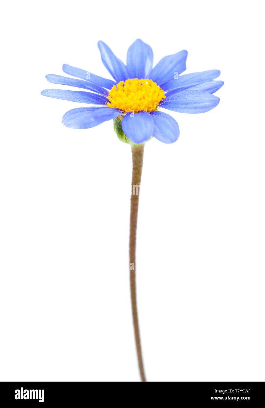 blue daisy bush Felicia amelloides flower isolated on white Stock Photo ...