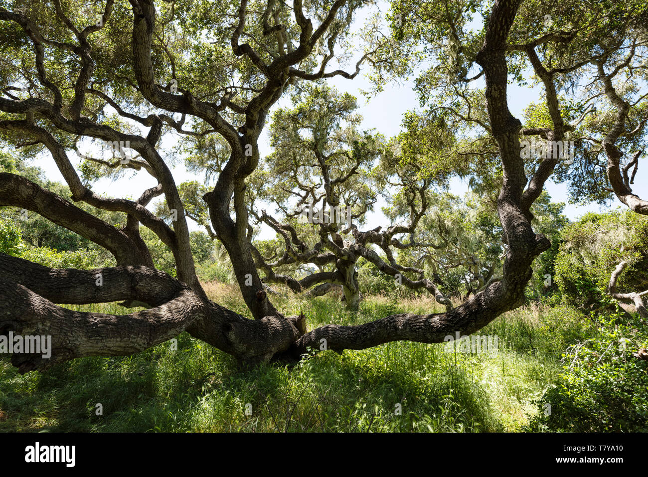 California oak tree hi-res stock photography and images - Alamy