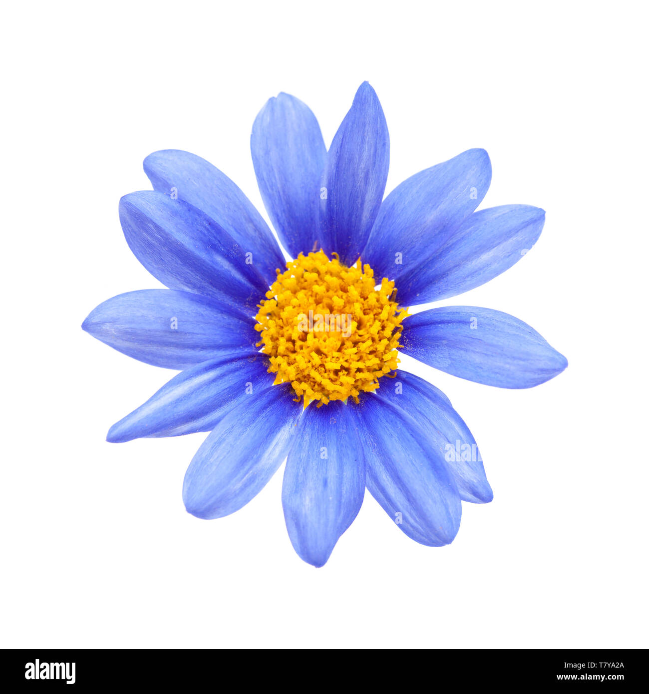 blue daisy bush Felicia amelloides flower isolated on white Stock Photo ...