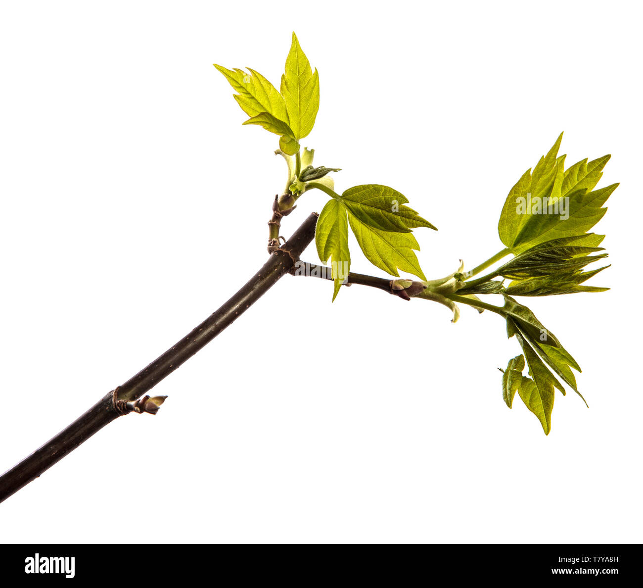maple tree branch with young green leaves. isolated on white Stock ...