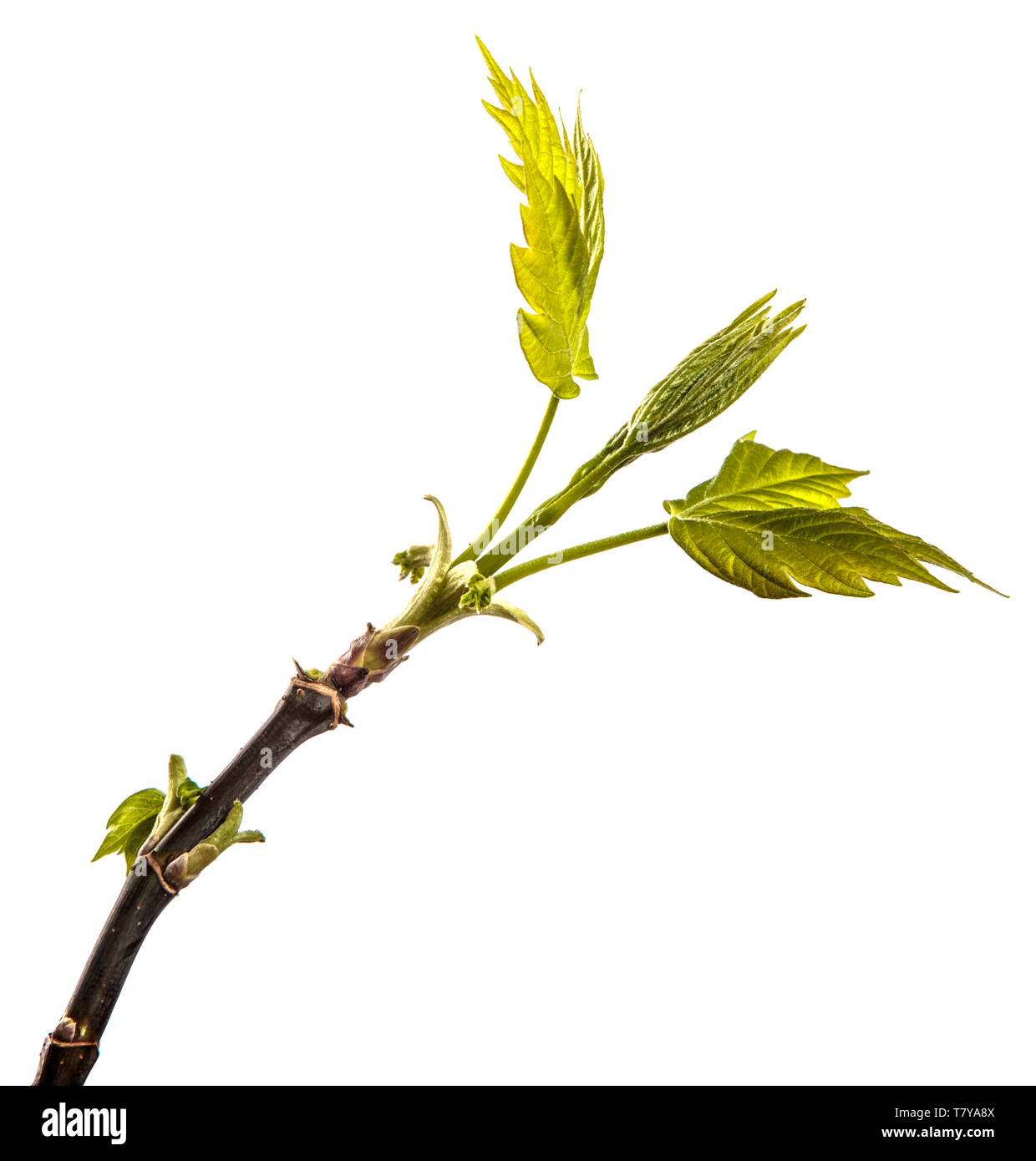maple tree branch with young green leaves. isolated on white Stock ...