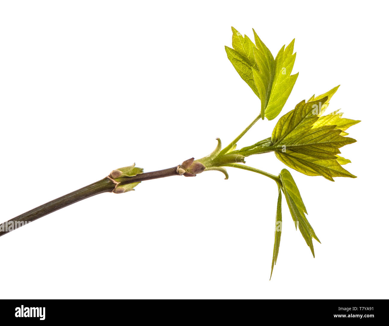 maple tree branch with young green leaves. isolated on white Stock ...