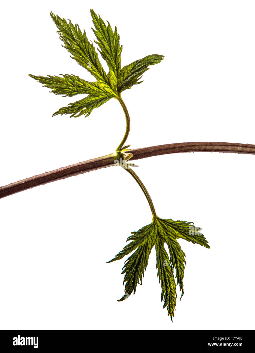 Green leaves of a climbing plant with a vine. isolated on white Stock ...