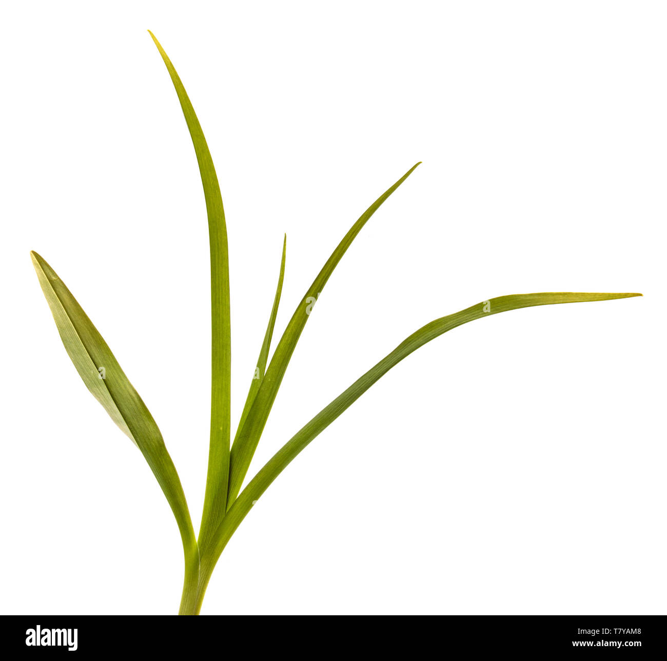 young sprouts of daylily flowers. green leaves. isolated on white Stock ...