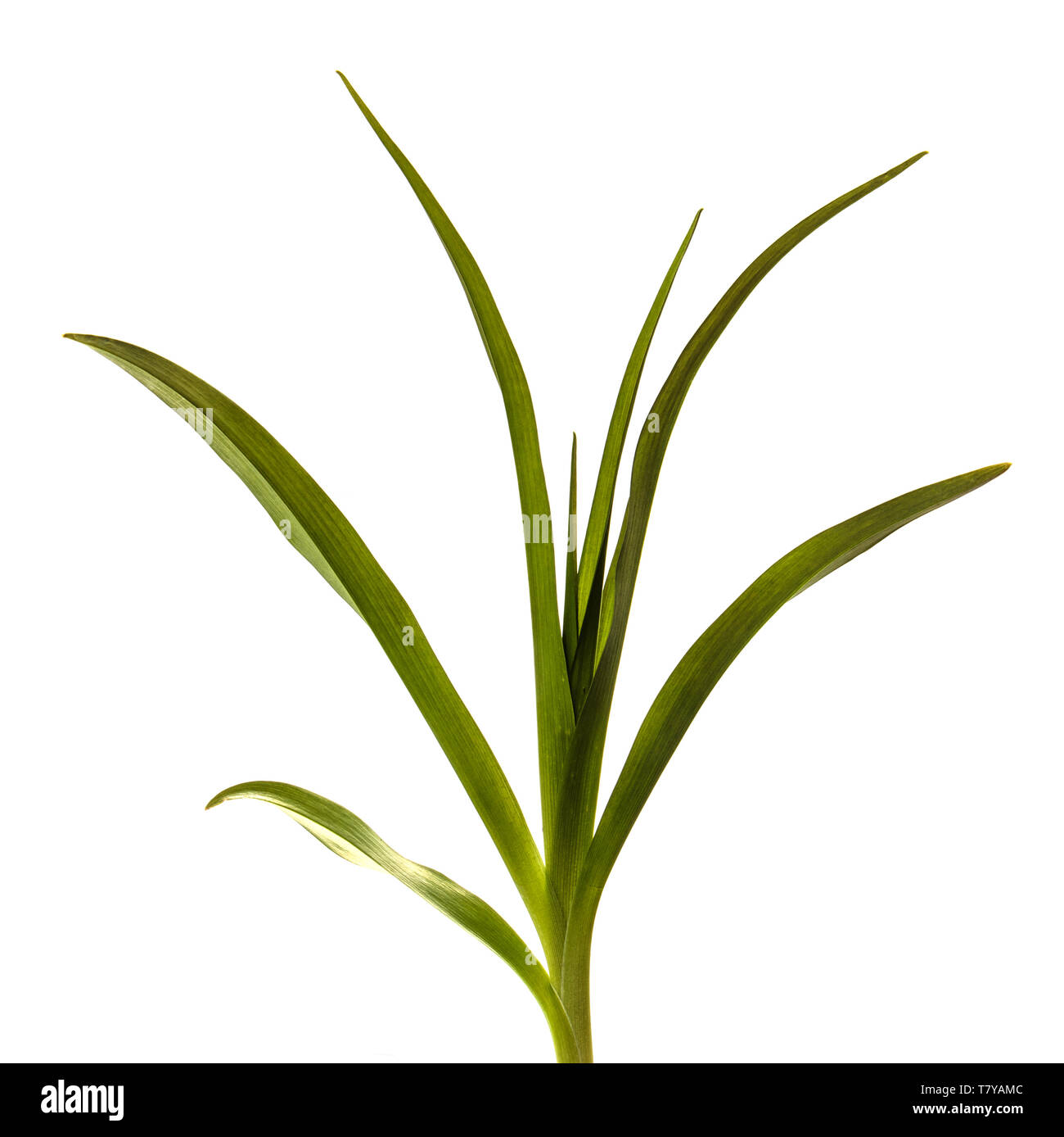 young sprouts of daylily flowers. green leaves. isolated on white Stock ...