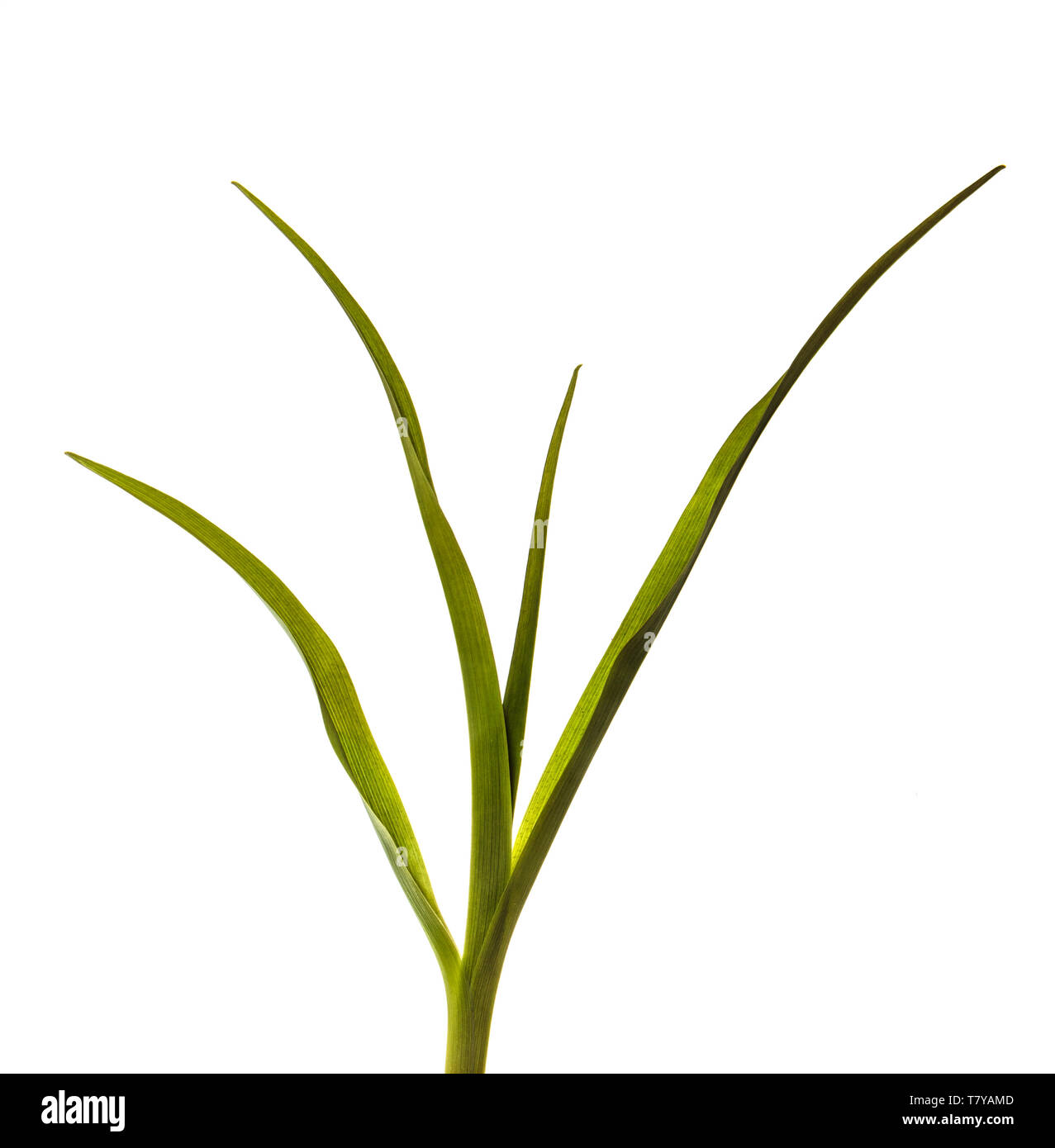 young sprouts of daylily flowers. green leaves. isolated on white Stock ...