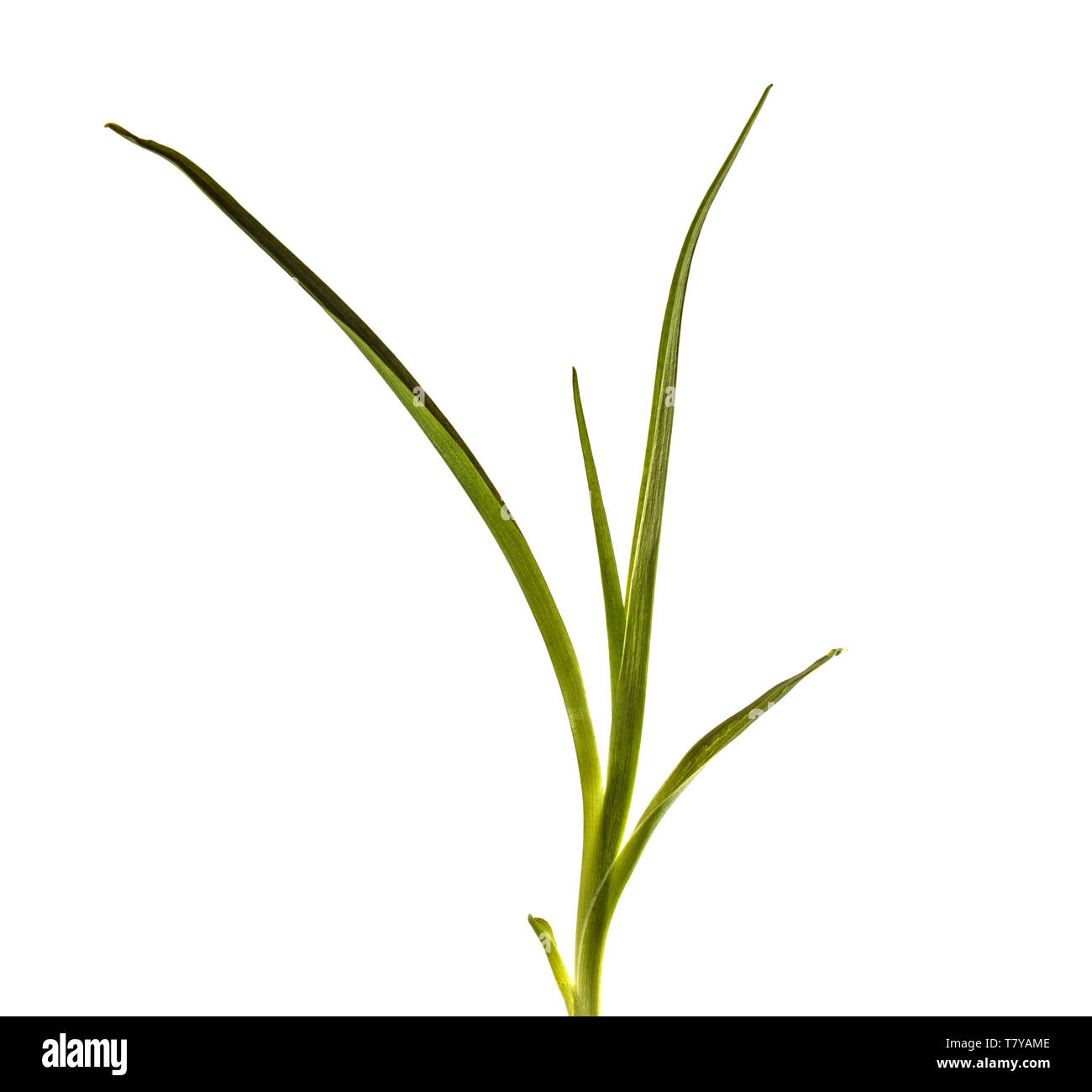 young sprouts of daylily flowers. green leaves. isolated on white Stock ...