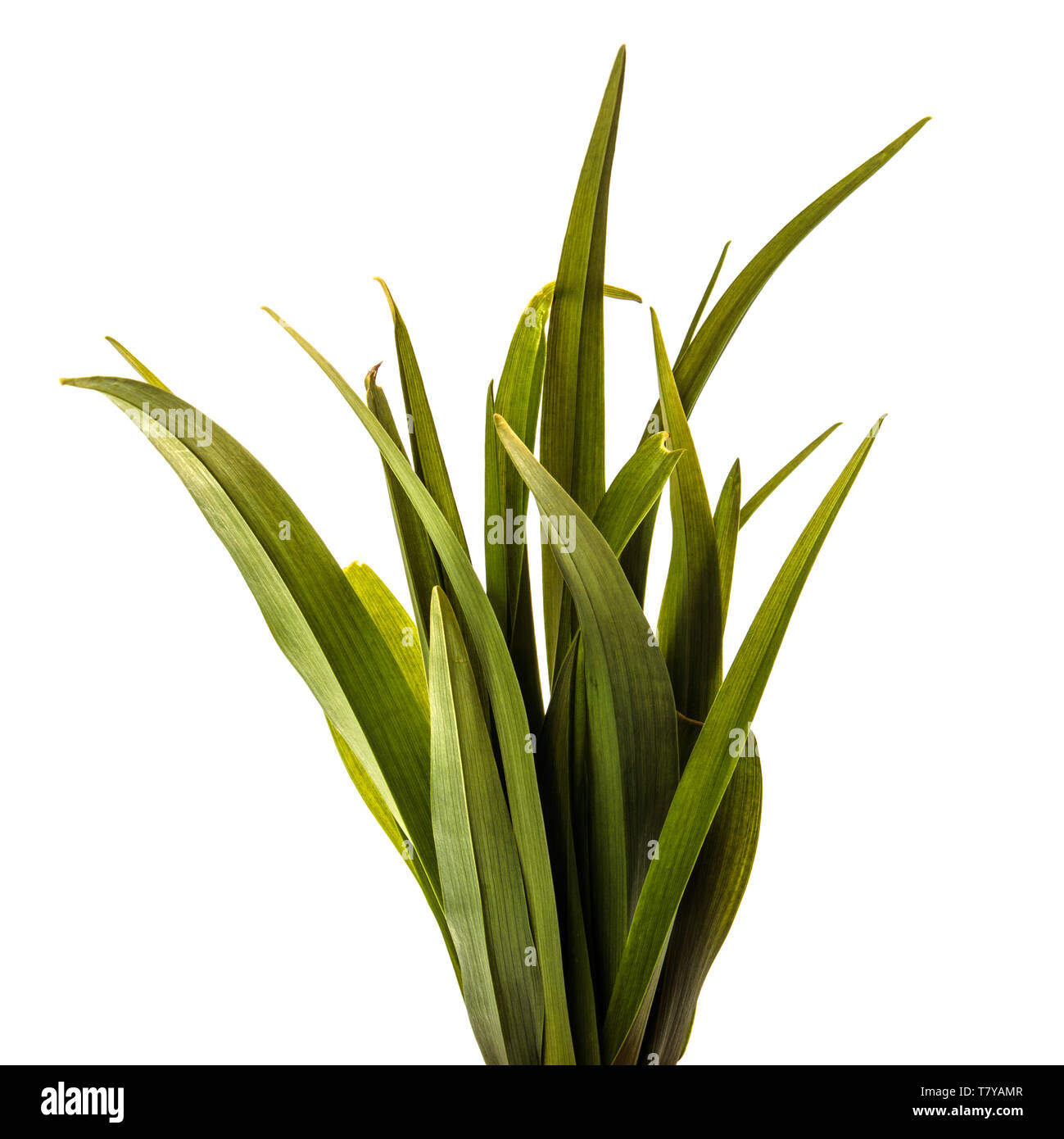 young sprouts of daylily flowers. green leaves. isolated on white Stock ...