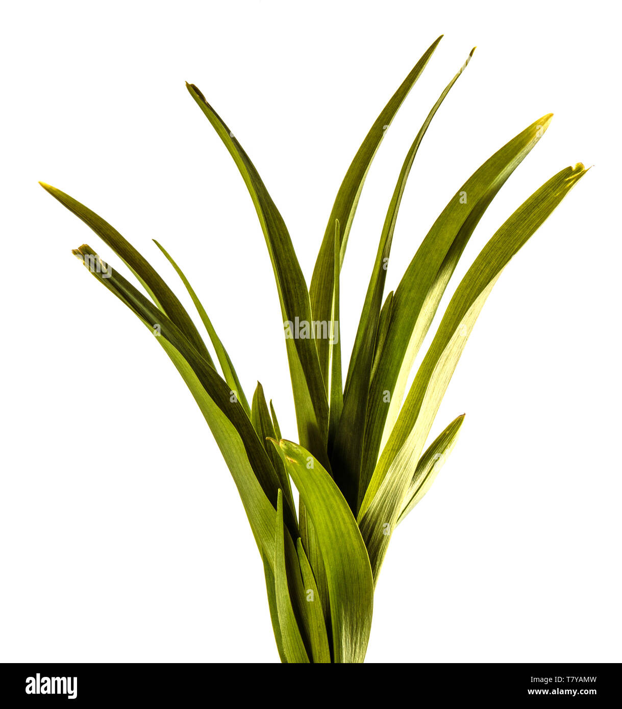 young sprouts of daylily flowers. green leaves. isolated on white Stock ...