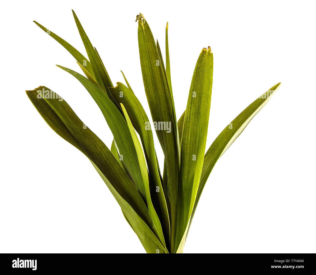young sprouts of daylily flowers. green leaves. isolated on white Stock ...