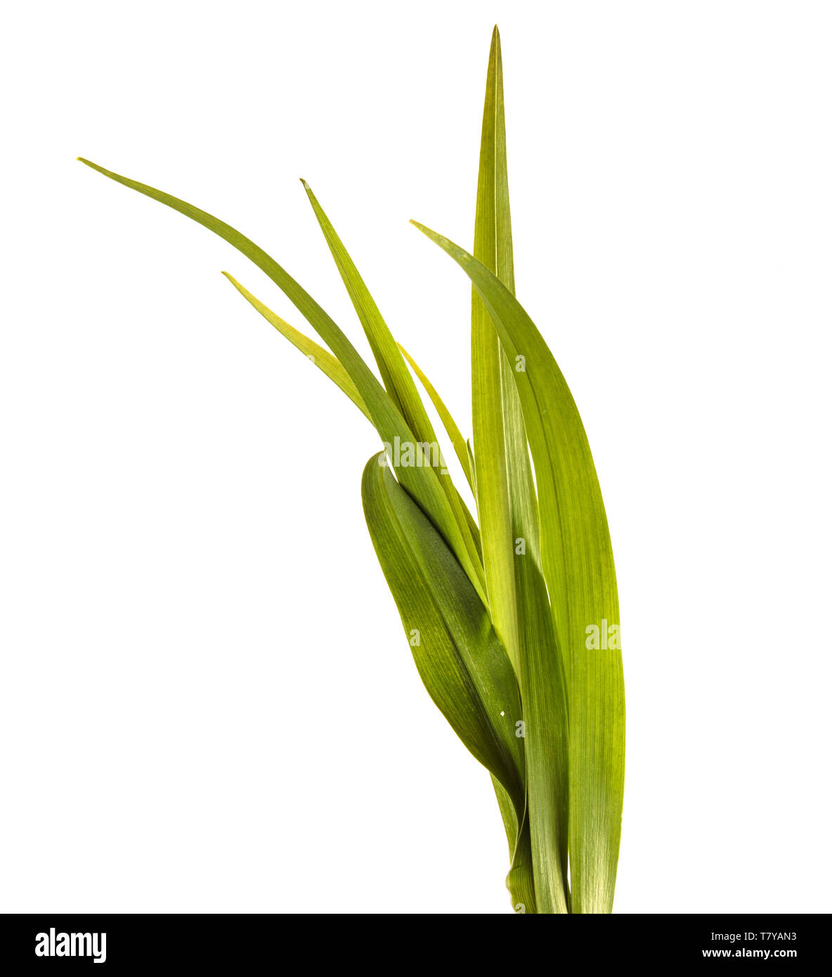 young sprouts of daylily flowers. green leaves. isolated on white Stock ...