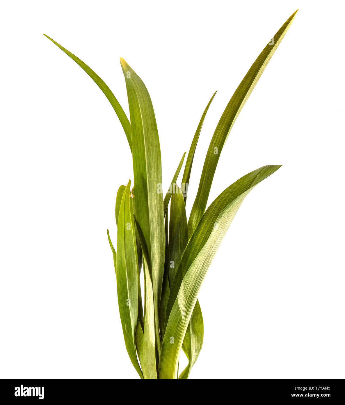 young sprouts of daylily flowers. green leaves. isolated on white Stock ...