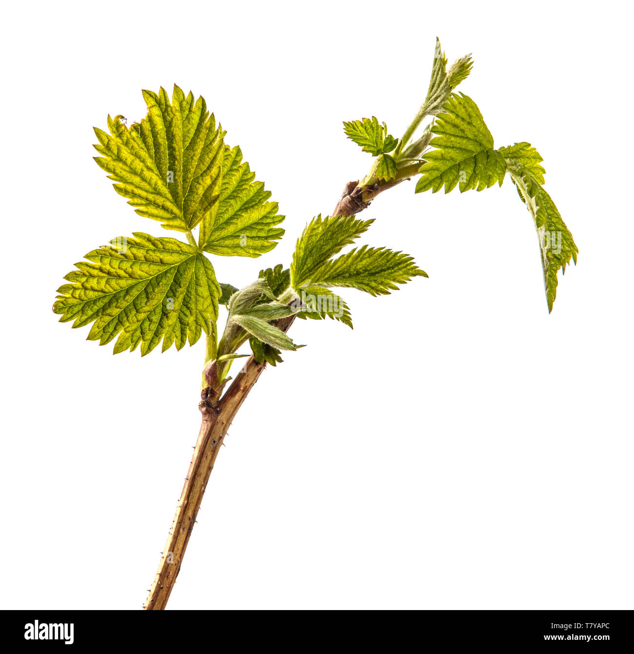 raspberry bush with young green leaves. isolated on white Stock Photo ...
